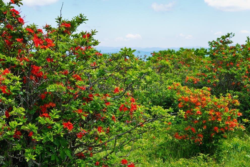 Gregory Bald stock image. Image of smoky, mountain, north - 25129641