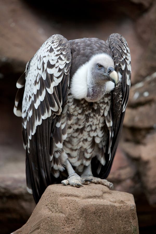 Greif Stock-Fotos - Laden Sie 3,180 Royalty-Free Fotos herunter