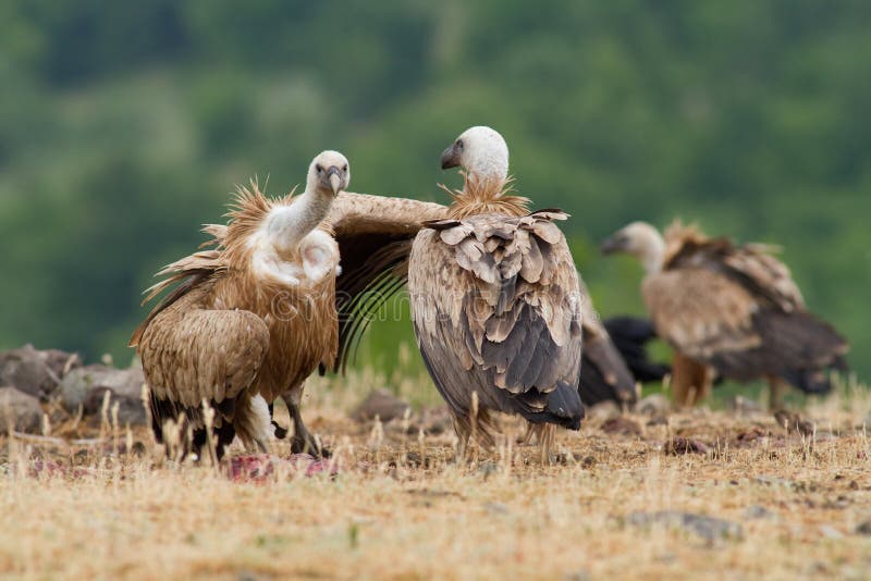 Greif-Geier (Gyps fulvus) stockbild. Bild von tier, tiere - 14555941