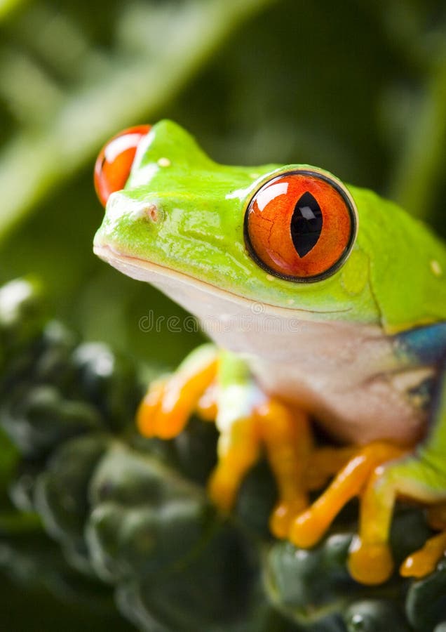 Gren frog stock image. Image of amphibians, orange, central - 1890715