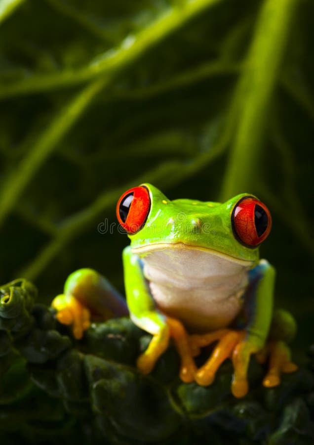 Gren frog stock photo. Image of damp, amphibians, colour - 1890768