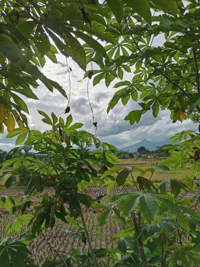 Gren leaf seen froom below stock photo. Image of leaf - 381558440