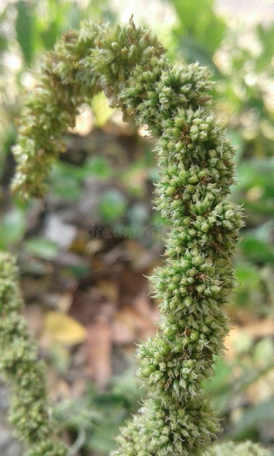 Data shak stock image. Image of shak, life, gren, data - 136563975