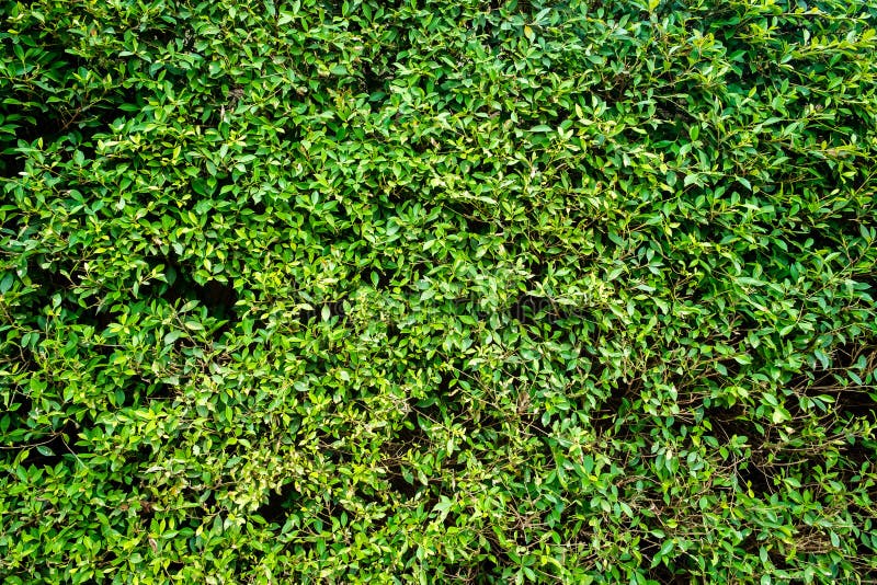 Shrubbery stock image. Image of banyan, littlebanyan - 74083695