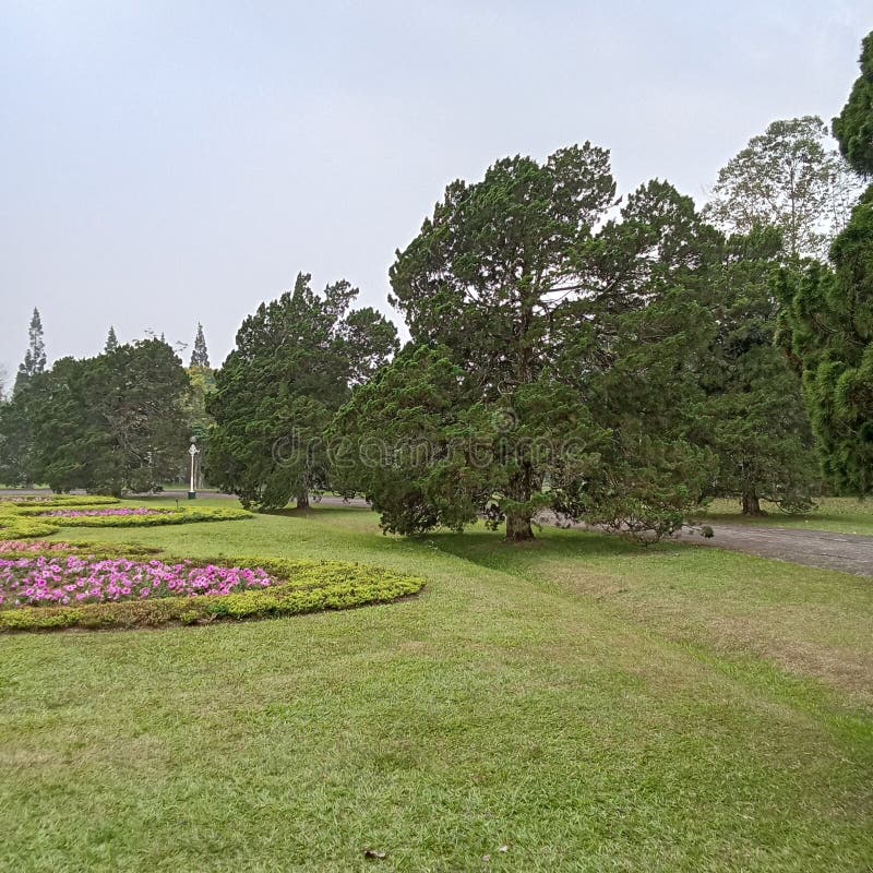 Gren Tree Gren Grass and Pink Flower Stock Photo - Image of floe, tree ...