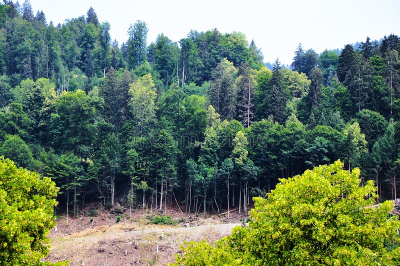 Gren trees stock photo. Image of trail, photographed - 336218488