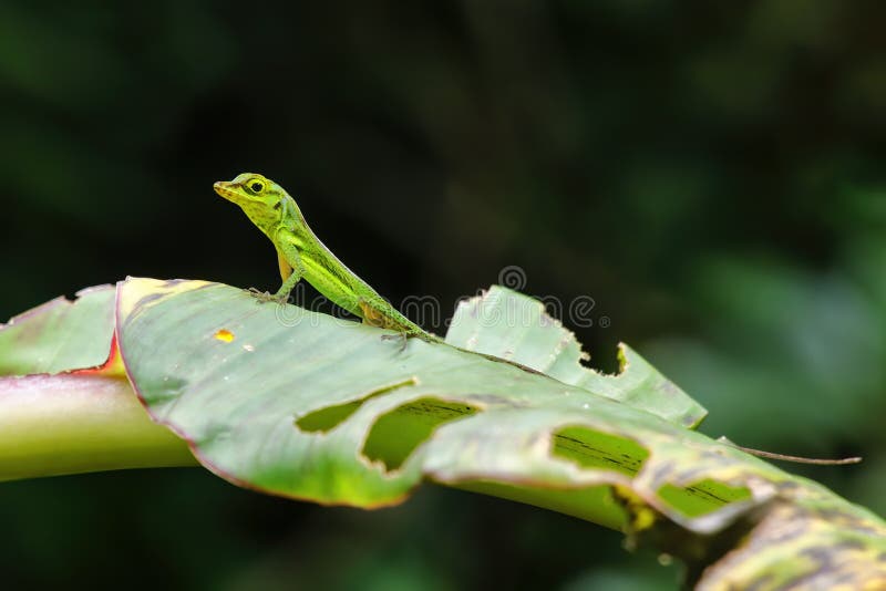Grenada Tree Anole Sitting on a Plant, Grenada Stock Image - Image of ...