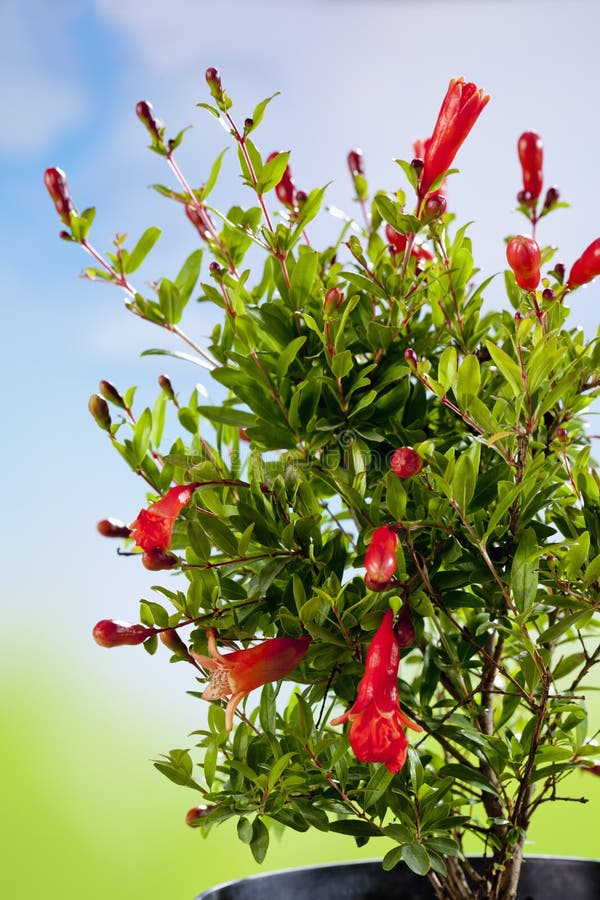 Fleur de grenade image stock. Image du exotique, bourgeon - 28637325