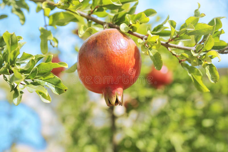 Grenades Rouges Qui Poussent Sur Un Arbre Photo stock - Image du ...