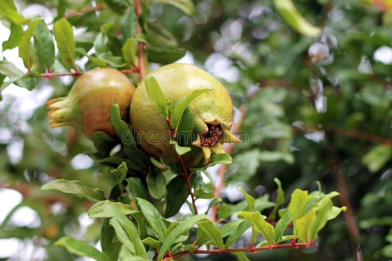 Grenade Rouge Poussant Sur Un Arbre Photo stock - Image du coloré ...
