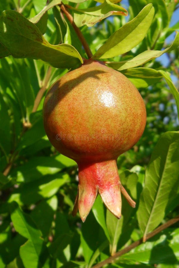 Grenade sur un arbre photo stock. Image du frais, branchement - 10591430