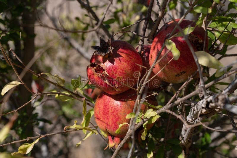 Grenades in the Tree in a Branch Stock Image - Image of fresh, harvest ...