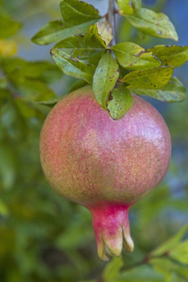 Grenadine stock photo. Image of party, beverage, delicious - 32587298