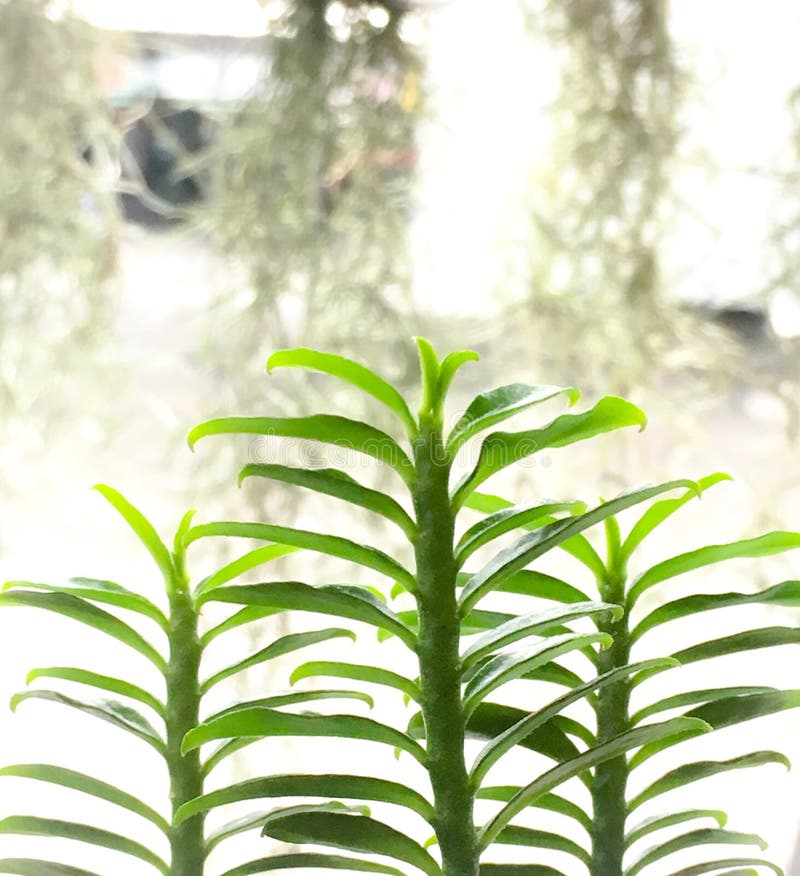 Grenn plant stock image. Image of texture, environmental - 97506761