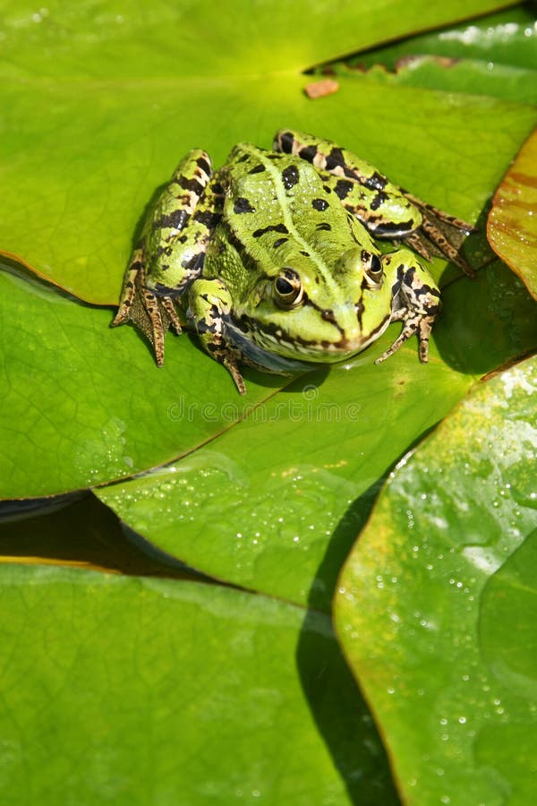 Grenouille image stock. Image du faune, ressort, humide - 10562643