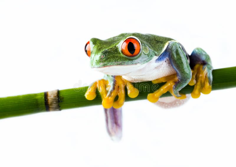 Grenouille rouge image stock. Image du animaux, aqua, faune - 2168691