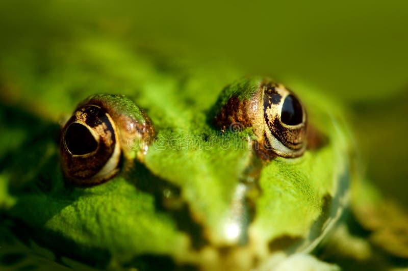 Macro Oeil D'animal De Grenouille Image stock - Image du détail, oeil ...