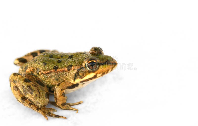 Crapaud Mignon Toon De Vert De Grenouille Illustration Stock ...