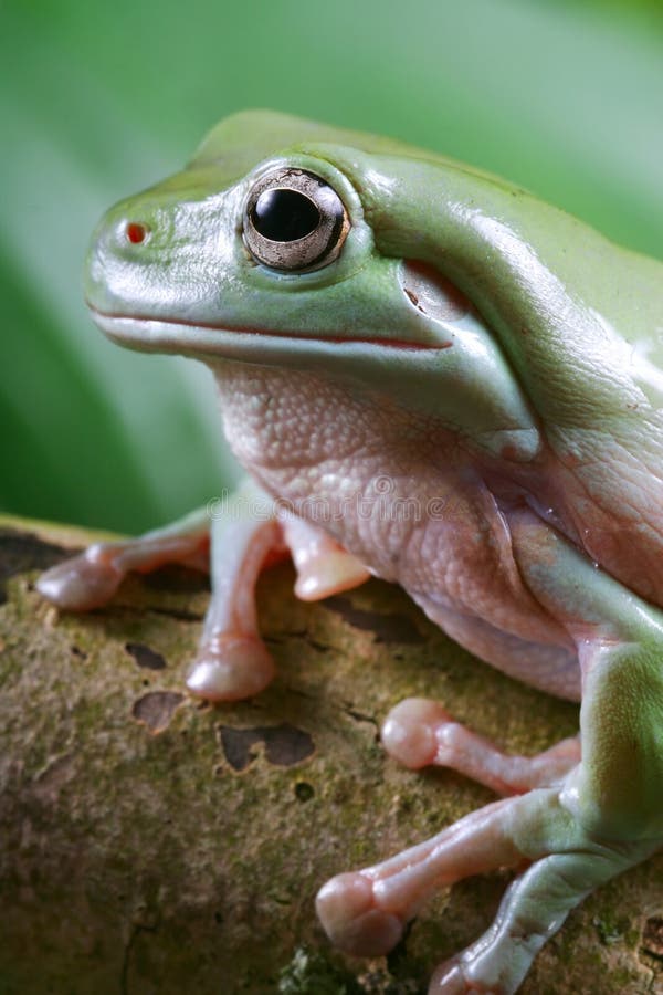 Verdissez La Grenouille D'arbre (l'arborea De Hyla) Photo stock - Image ...