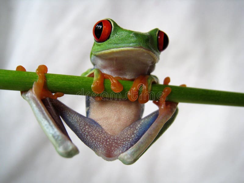 Grenouille Aux Yeux Rouges 40 Image stock - Image of amphibie, tropical ...