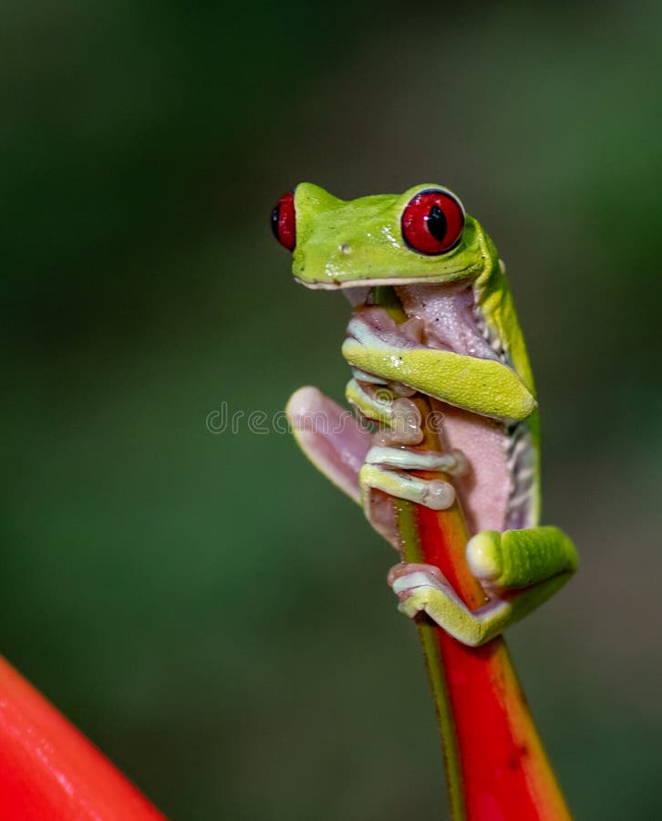 Grenouille D'arbre En Costa Rica Photo stock - Image du endémique ...