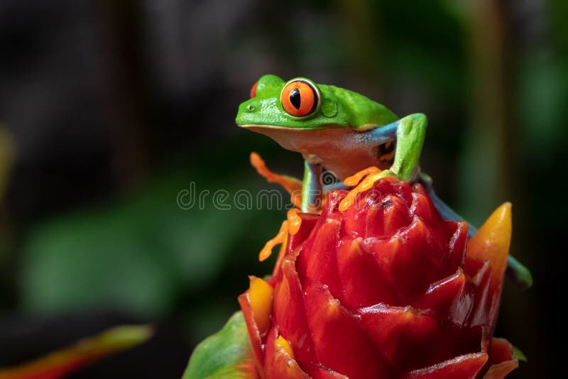 Grenouille D'arbre En Costa Rica Image stock - Image du forêt, pluie ...