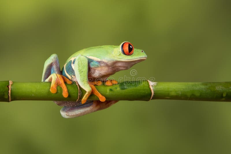 Profil Rouge De Grenouille D'arbre D'oeil Image stock - Image du animal ...