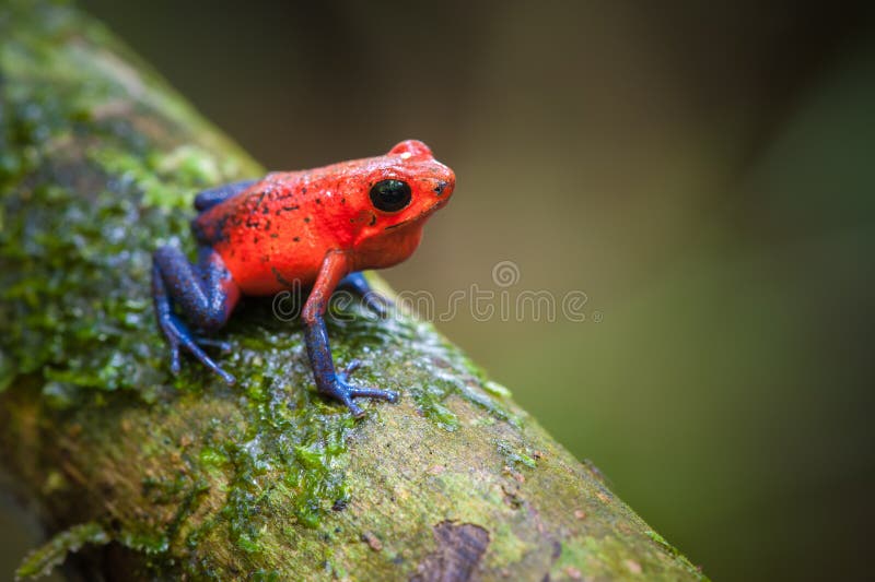 Grenouille Rouge De Dard De Poison De Fraise, Pumilio De Dendrobates ...