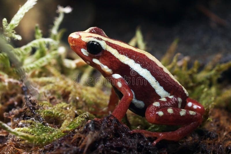 Grenouille rouge de poison image stock. Image du couleurs - 28126517