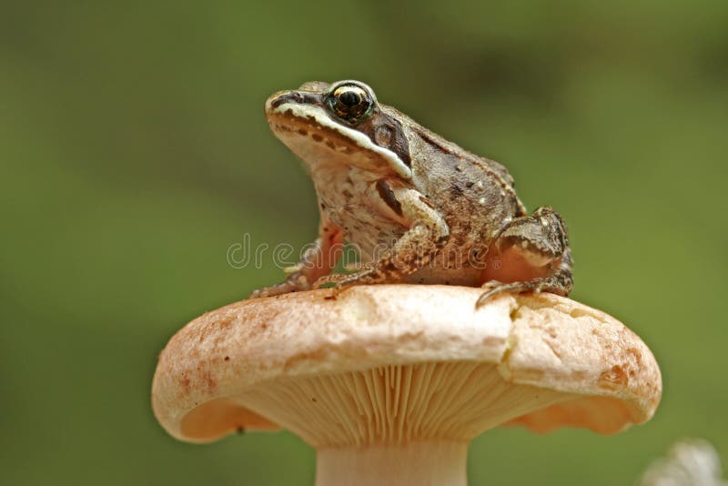Grenouille En Bois (sylvatica De Rana) Photo stock - Image du amphibie ...