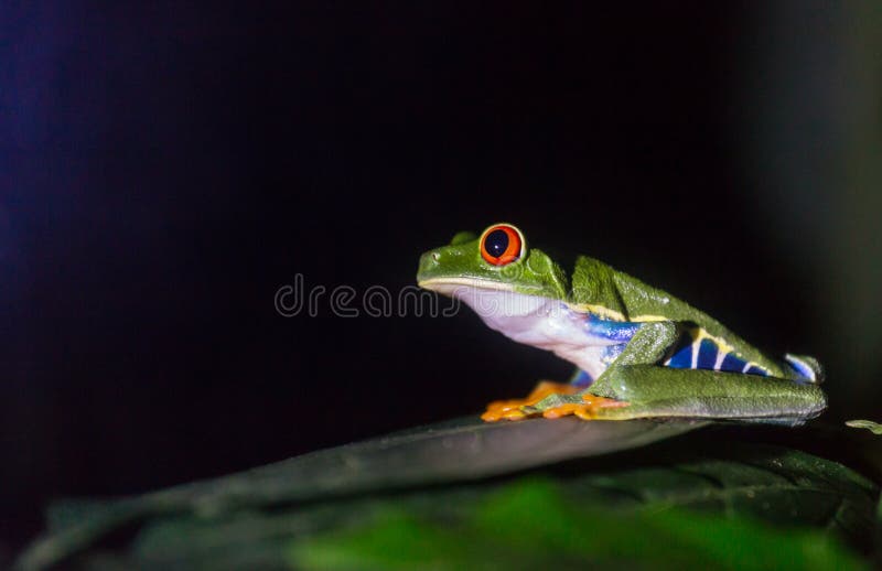 Grenouille en Costa Rica photo stock. Image du centrale - 108861332