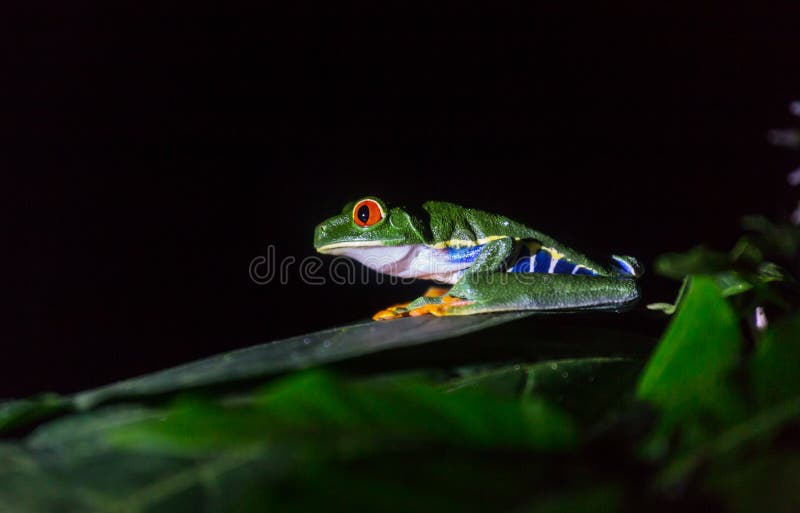 Grenouille en Costa Rica photo stock. Image du ressort - 109069154