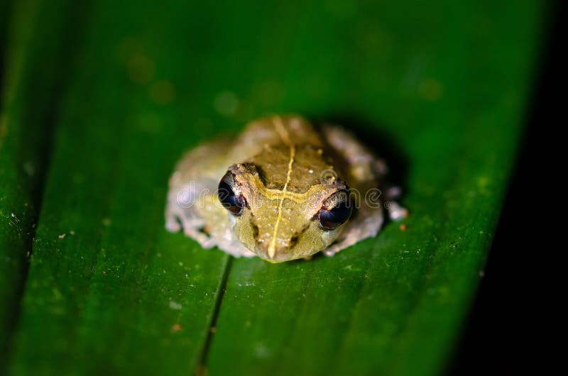 Grenouille de pluie image stock. Image of rica, faune - 125765677
