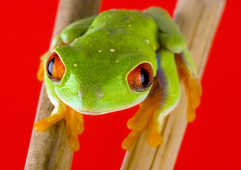 Grenouille rouge image stock. Image du arbre, animaux - 1891147