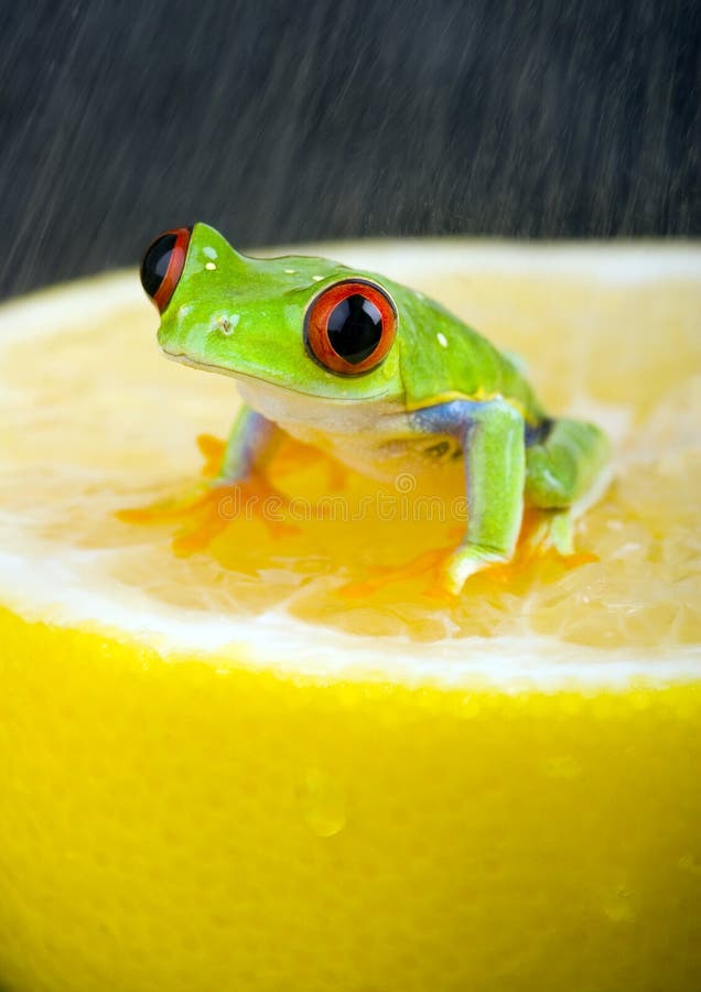 Grenouille rouge image stock. Image du humidité, aqua - 2168613