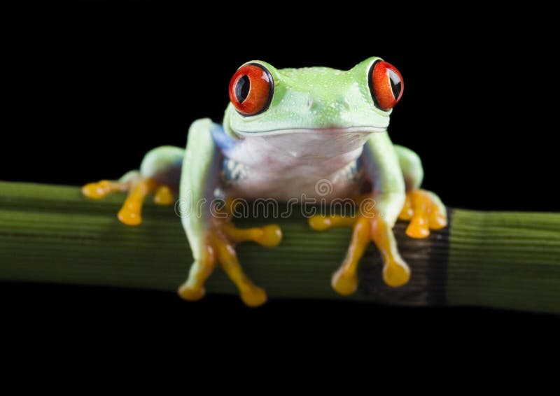 Grenouille rouge photo stock. Image du couleurs, convergent - 2395874