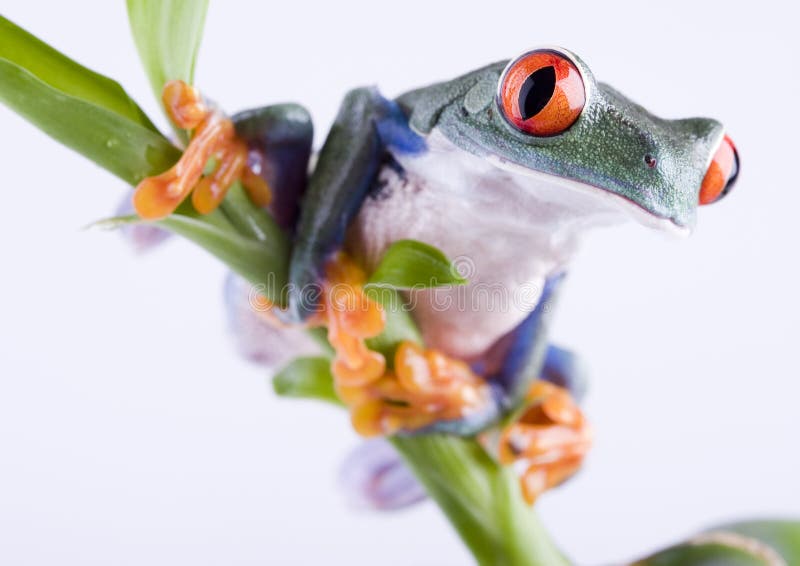 Grenouille rouge image stock. Image du animaux, grenouille - 2872735