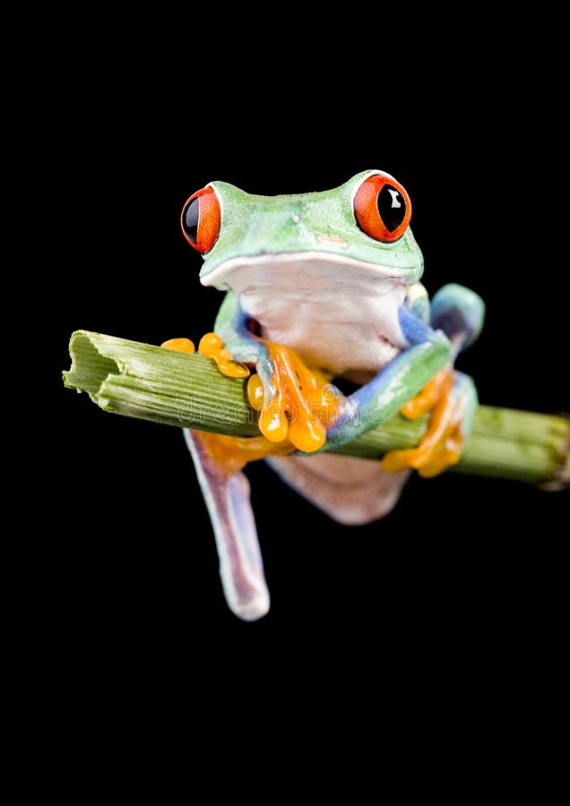 Grenouille rouge image stock. Image du couleurs, couleur - 3954973