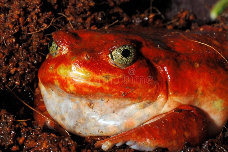 Grenouille Comestible - Pelophylax Kilolitre. Esculentus Photo stock ...