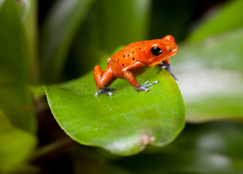 Grenouille Rouge De Dard De Poison Photo stock - Image du panama, vert ...