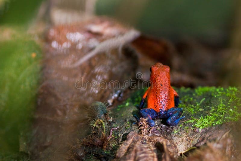 Grenouille Rouge De Piosonous Petite Et Bleue Image stock - Image du ...