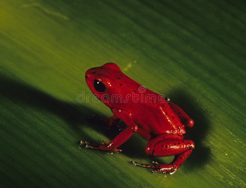 Grenouille Rouge Sur Une Herbe Photo stock - Image du république, forêt ...