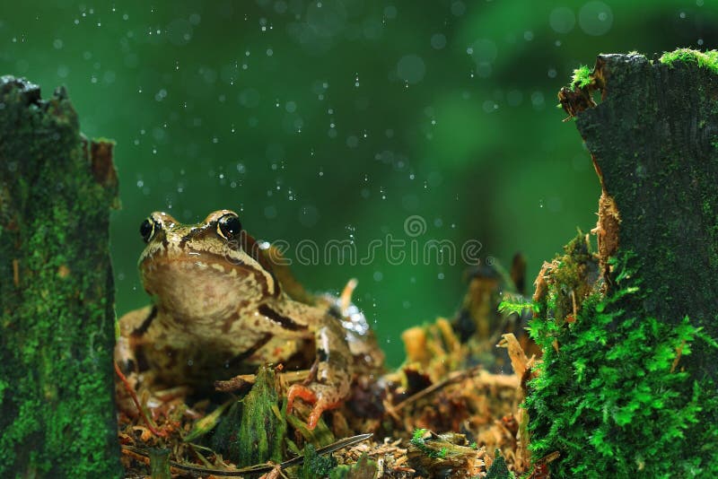 Grenouille sous la pluie image stock. Image du marais - 57896237