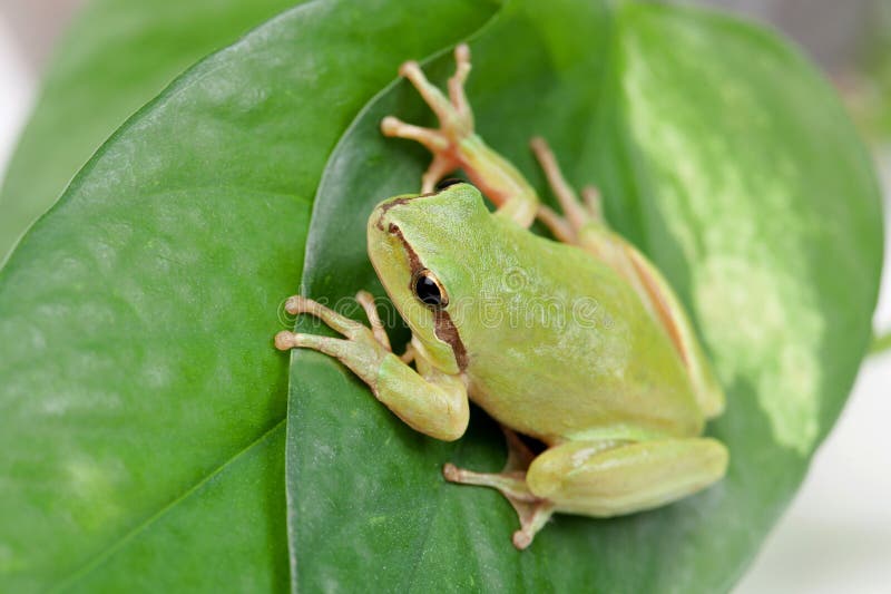 Grenouille Verte Avec Les Yeux De Enflement D'or Photo stock - Image du ...