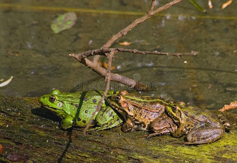 Grenouilles Photos Stock - Téléchargez 11,674 Photos libres de droits