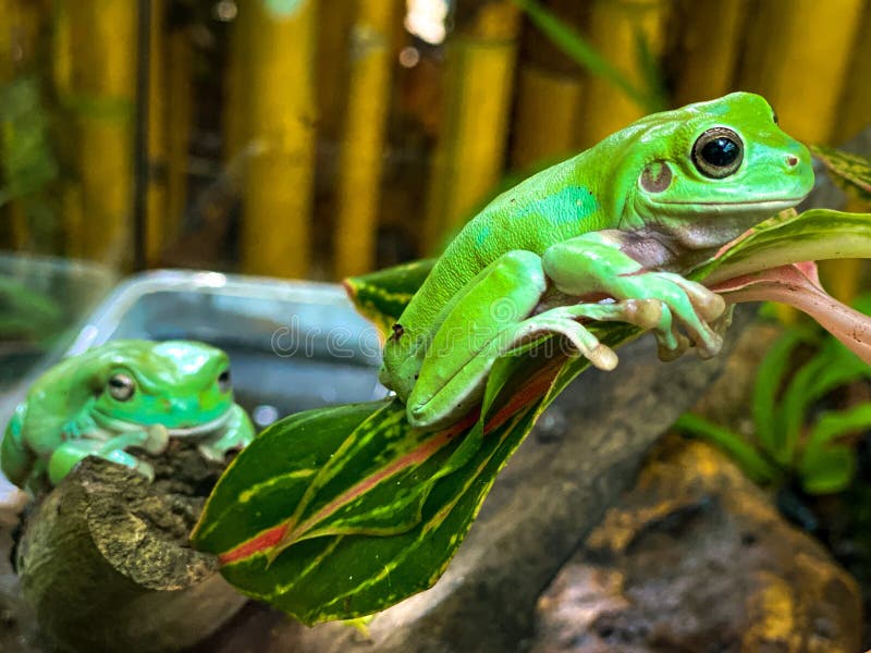 Grenouilles vertes photo stock. Image du support, vert - 225943794 Grenouilles vertes photo stock. Image du support, vert - 225943794