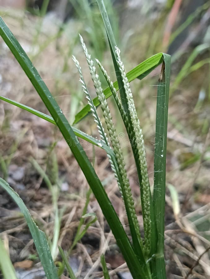 Gress Alam Stock Photos - Free & Royalty-Free Stock Photos from Dreamstime