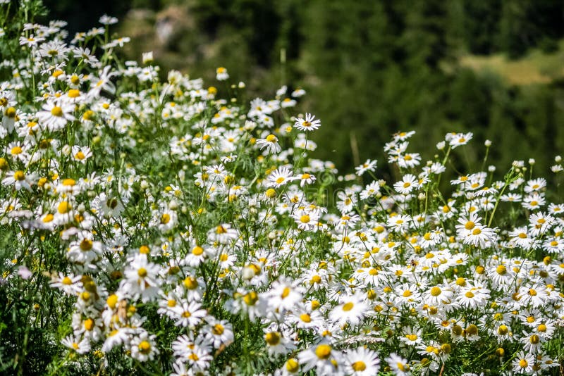 Flowers in an Alpine Valley Stock Photo - Image of golf, animals: 121788058