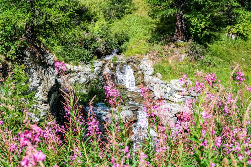 Flowers in an Alpine Valley Stock Image - Image of climb, bettaforca ...