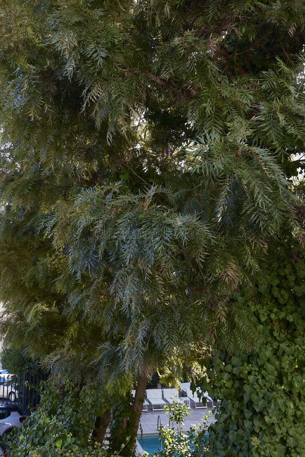 Grevillea Robusta Branch Close Up Stock Image - Image of australian ...